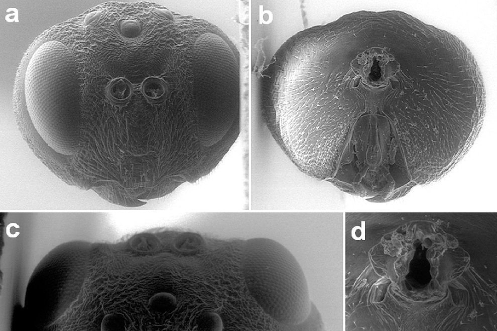 A new gall wasp species (Hymenoptera: Cynipidae) - Revista Mexicana de ...