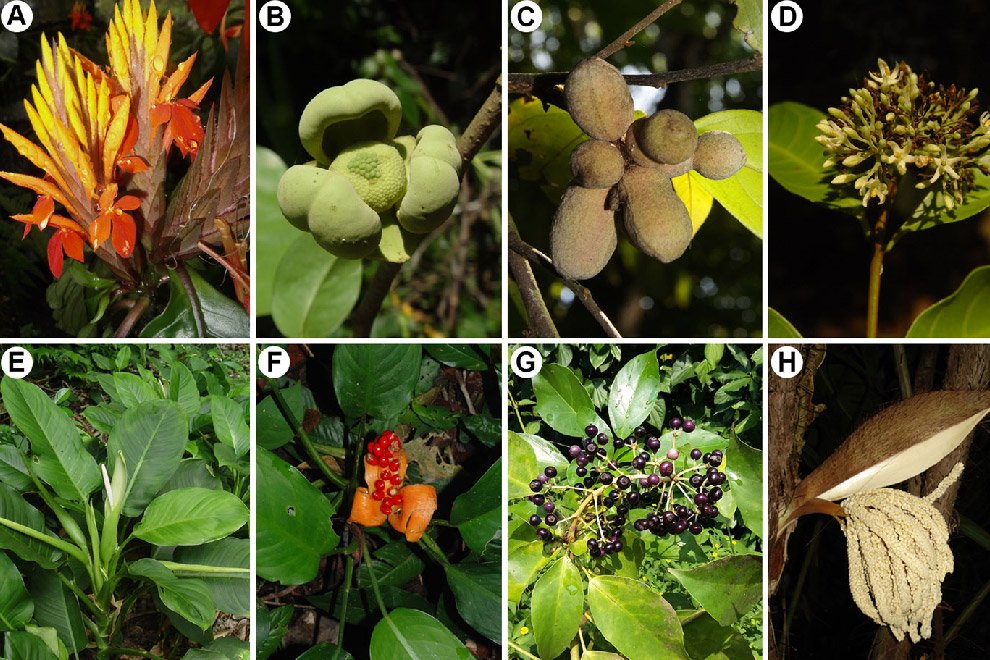 Lo pasado, pasado: actualización taxonómica - Revista Mexicana de ...