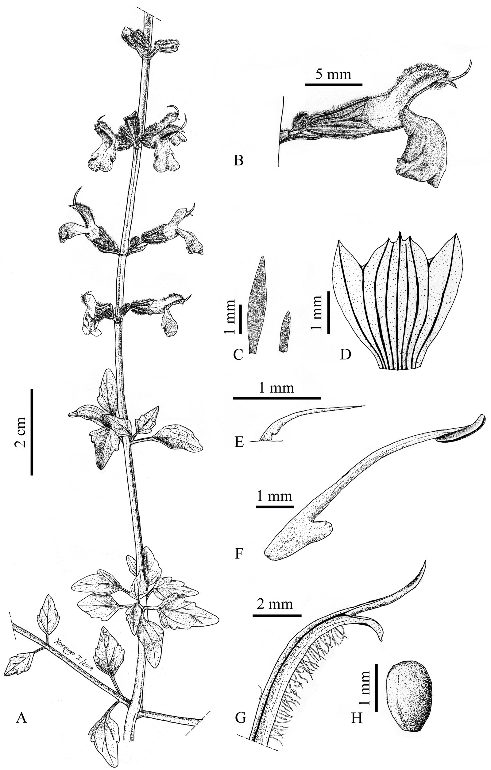 Salvia palmetorum (Lamiaceae) - Revista Mexicana de Biodiversidad