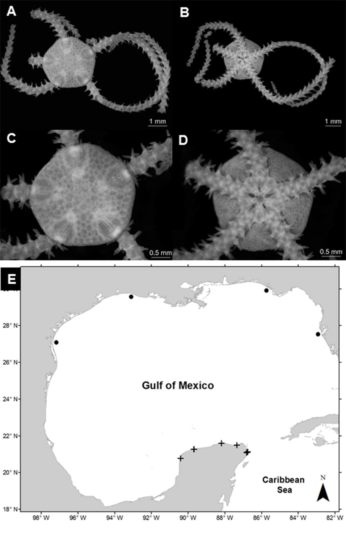 Brittle stars (Echinodermata...) - Revista Mexicana de Biodiversidad
