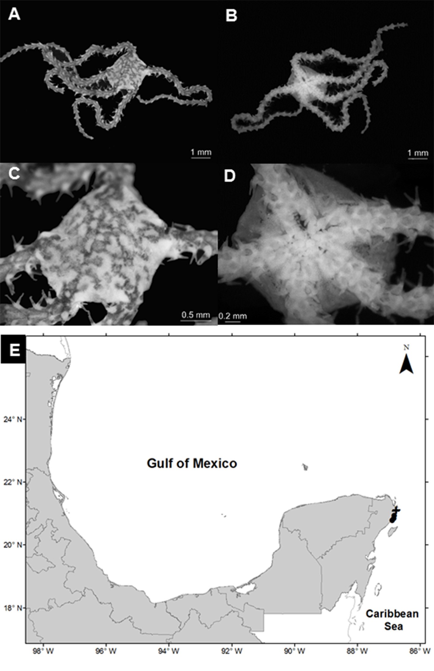 Brittle stars (Echinodermata...) - Revista Mexicana de Biodiversidad