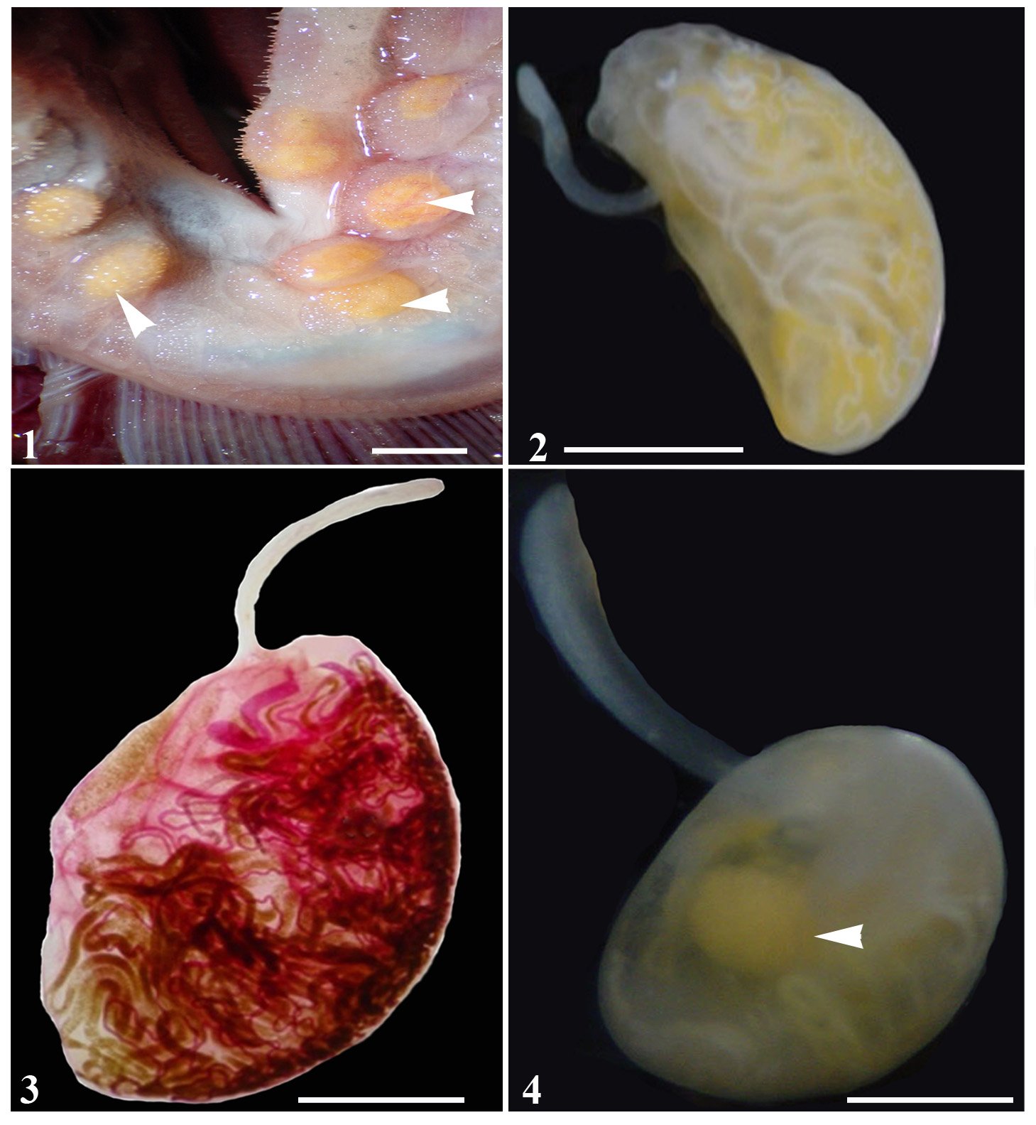 Didymozoidae (Trematoda), parasites - Revista Mexicana de Biodiversidad