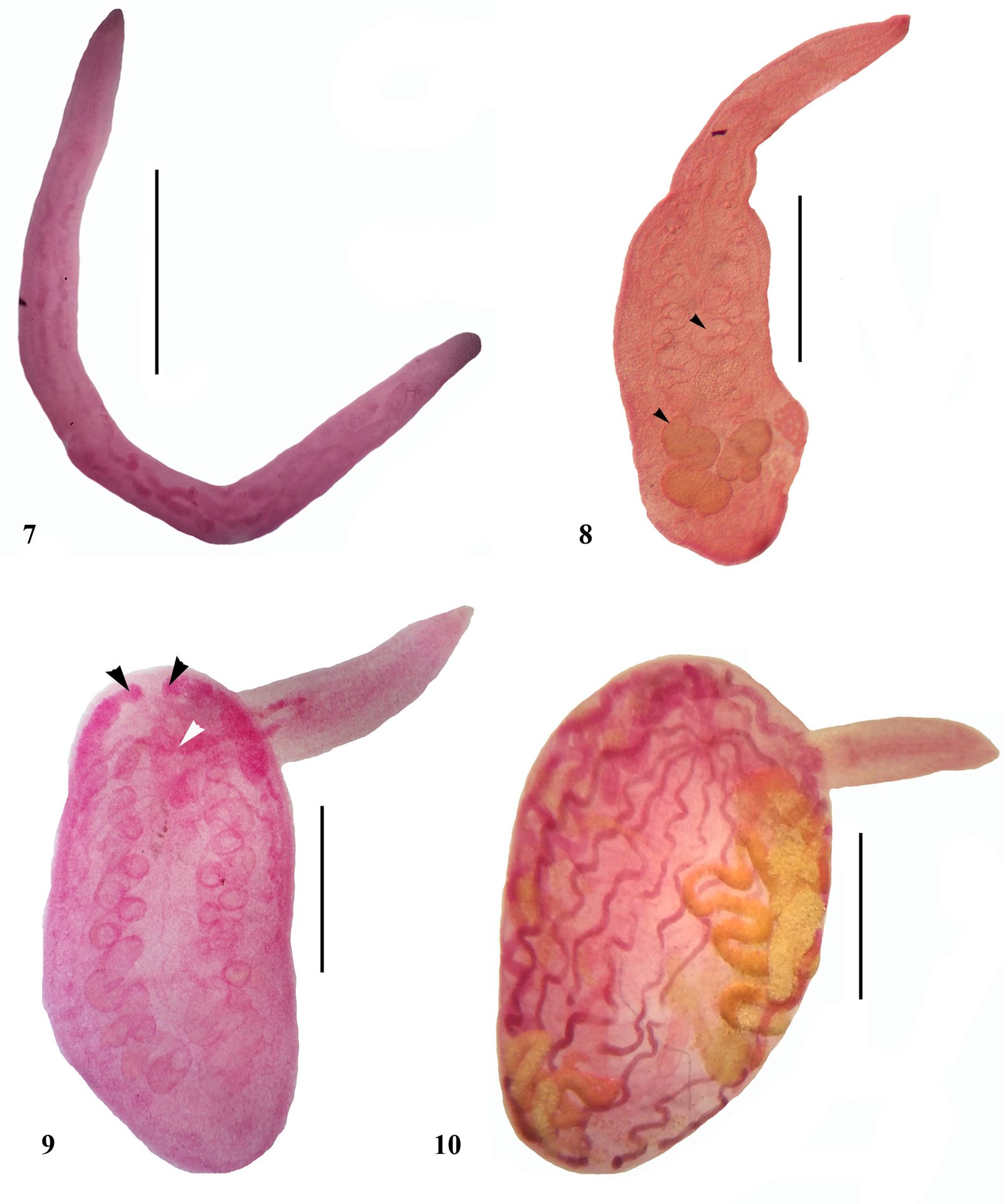 Didymozoidae (Trematoda), parasites - Revista Mexicana de Biodiversidad