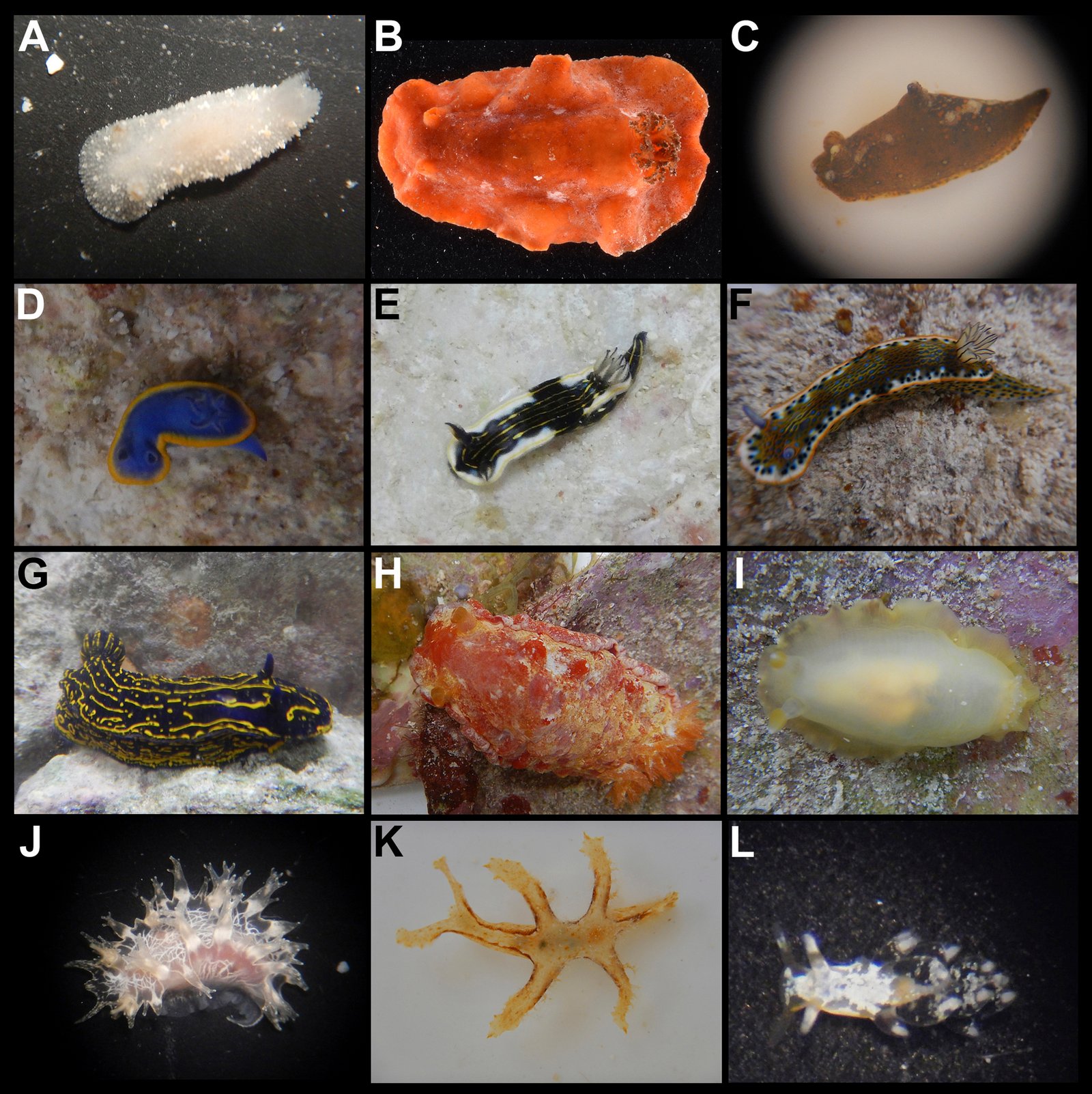 Sea slugs (Gastropoda...) - Revista Mexicana de Biodiversidad