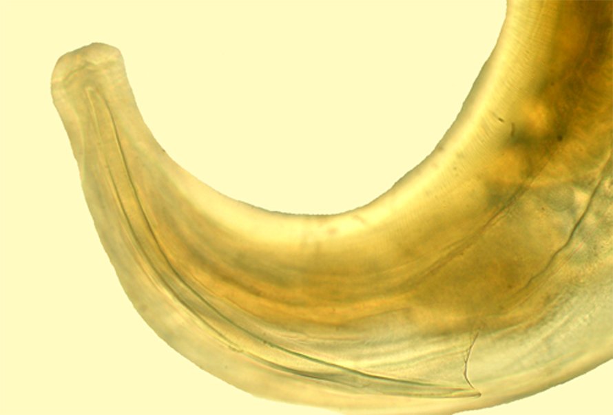 Aspiculuris mexicana n. sp... - Revista Mexicana de Biodiversidad